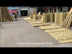 100% Natural Yellow Bamboo Pole 90Cm To 595Cm Plant Garden Stakes