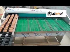 Máquina de clasificación de huevos por peso Peso de huevo Clasificar clasificador de huevo Peso de huevo clasificador de tamaño de huevo clasificador