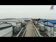 custom automatic chicken egg collection system for layers cage feeding