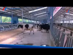 steel cattle sheds easy install prefabricated cow farm building