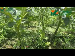 YZ-J-36 Amorphophallus Konjac Gum Powder Glucomannan E425 With 36000 Mpas