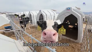 ventilated calf hutch for ensuring optimal airflow and comfort for young calves