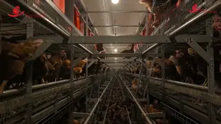 multi-layer cage free system with sufficient movement platform