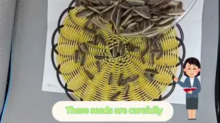 salt vinegar sunflower seeds