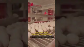 optimal egg collection layer chicken cage system for algerian farms
