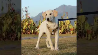 explosion proof dog harness for large dogs strong pet harness for outdoor